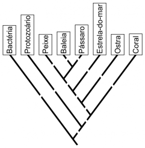 Lista de Exercícios sobre Filogenética com Gabarito - Exercícios Web