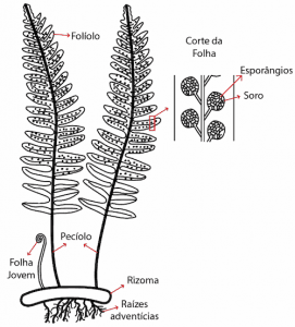 Resumo sobre as Pteridófitas - Características Gerais e Ciclo de Vida ...